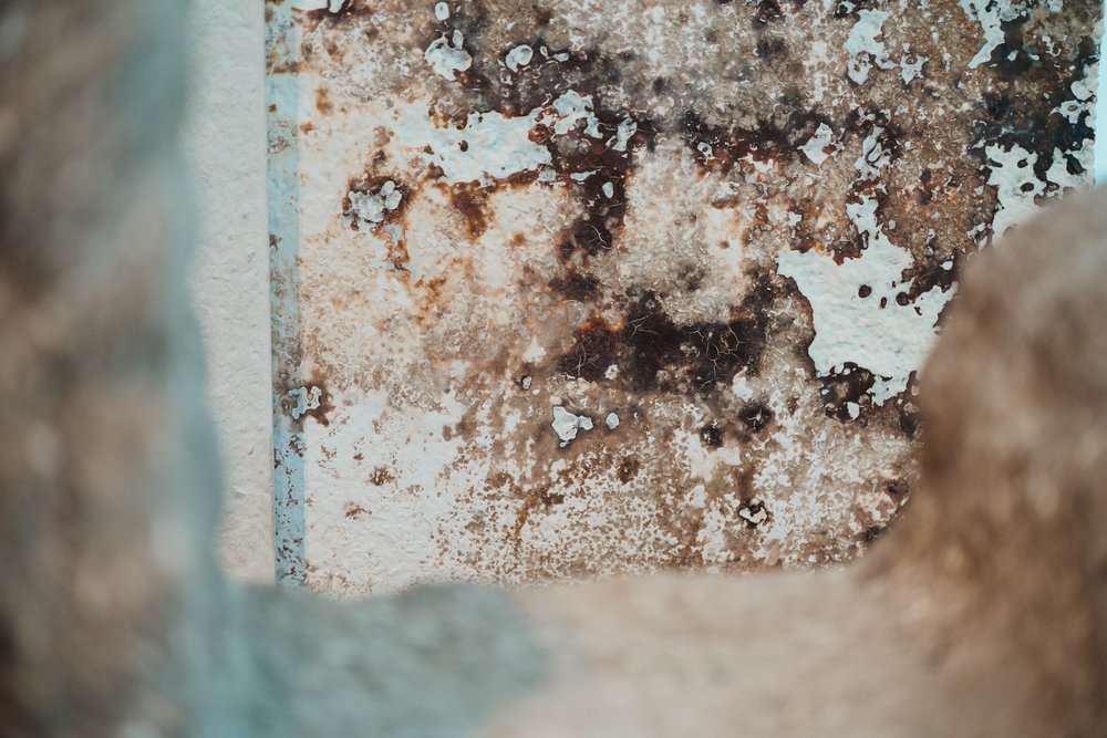 Damp and mould | One Manchester